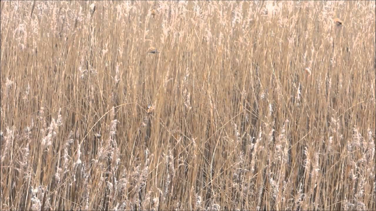 Bearded tits bearded reedlings at Farlington Marshes , Portsmouth ...