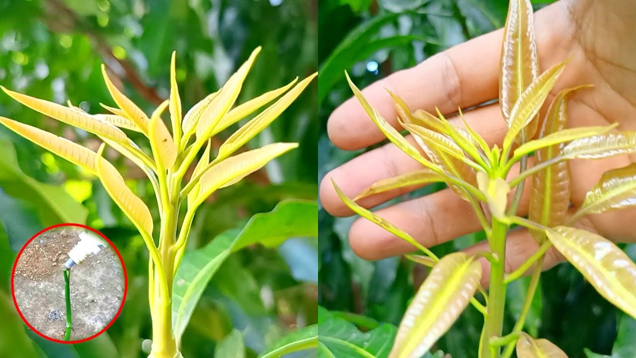 New best organic liquid fertilizer for mango tree - YouTube