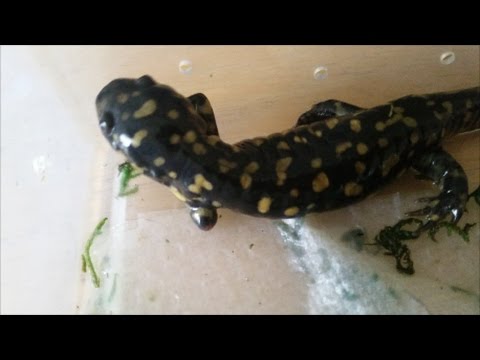 Salamander Regrowing Its Leg!