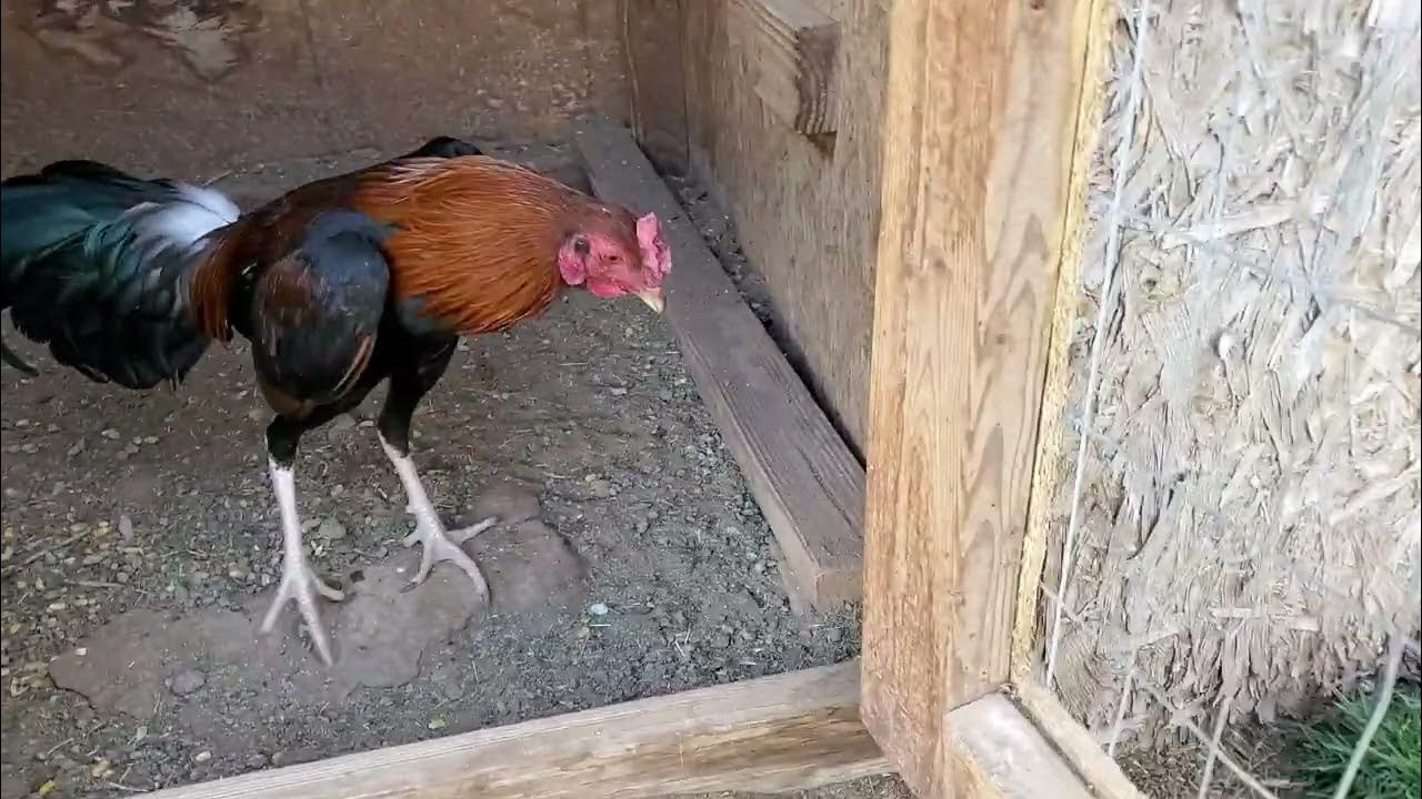 tseem tseem 100% qaib pakoy USA 🇺🇸 - YouTube