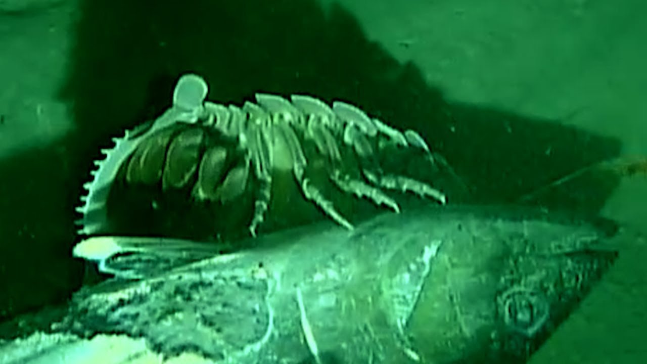 Giant Isopod Feeds on Fish Head | Deep Ocean ROV Footage - YouTube