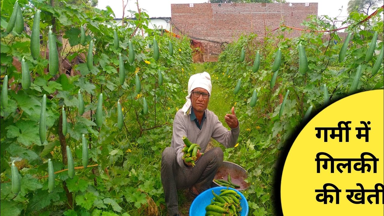 गर्मी में गिलकी की खेती केसे करे।। gilki ki kheti kaise karen, #बरसात ...