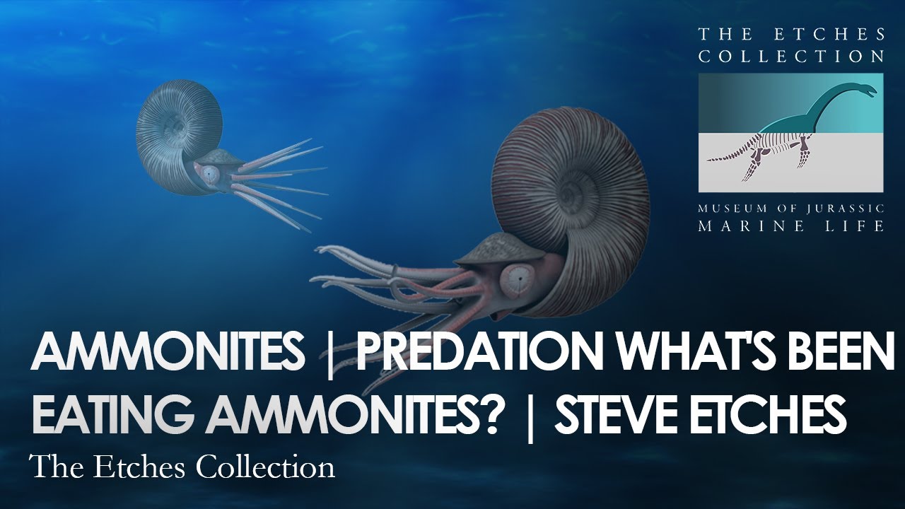 AMMONITES | PREDATION WHAT'S BEEN EATING AMMONITES? | STEVE ETCHES ...