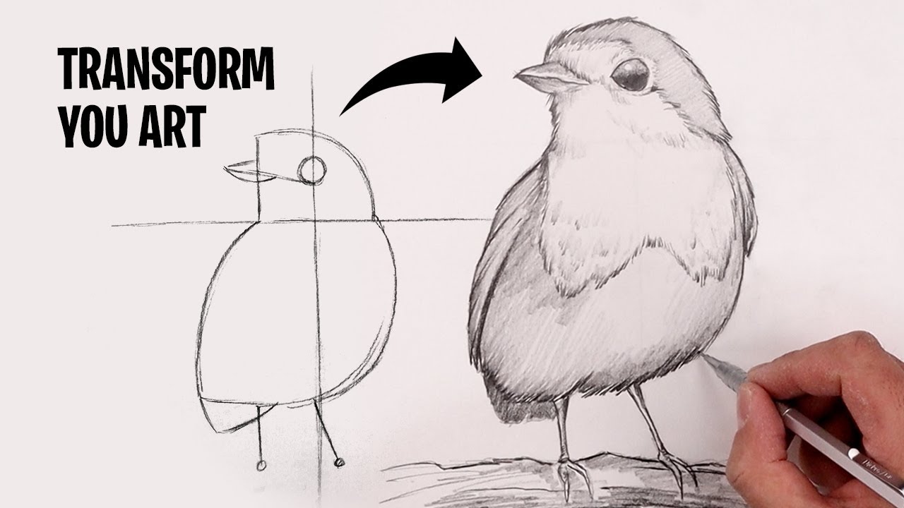 How To Draw American Robin | Bird Sketch Tutorial - YouTube