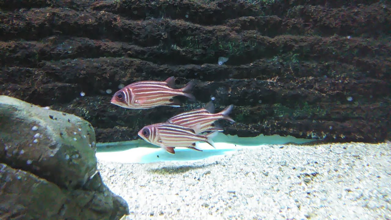 Fish Aquarium at Surat Adajan/ Kaustubh Visiting Machhali Ghar at Surat ...