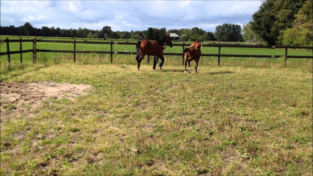 Veulen Merrie Johnson x Florencio x Michelino - YouTube