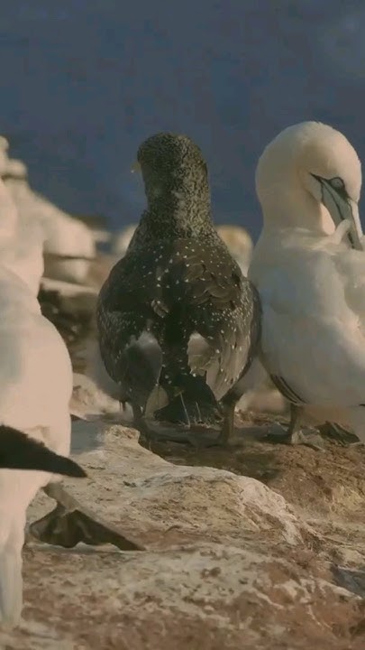 Evolution Theory: Essential Insights Unveiled #animals #science #nature ...