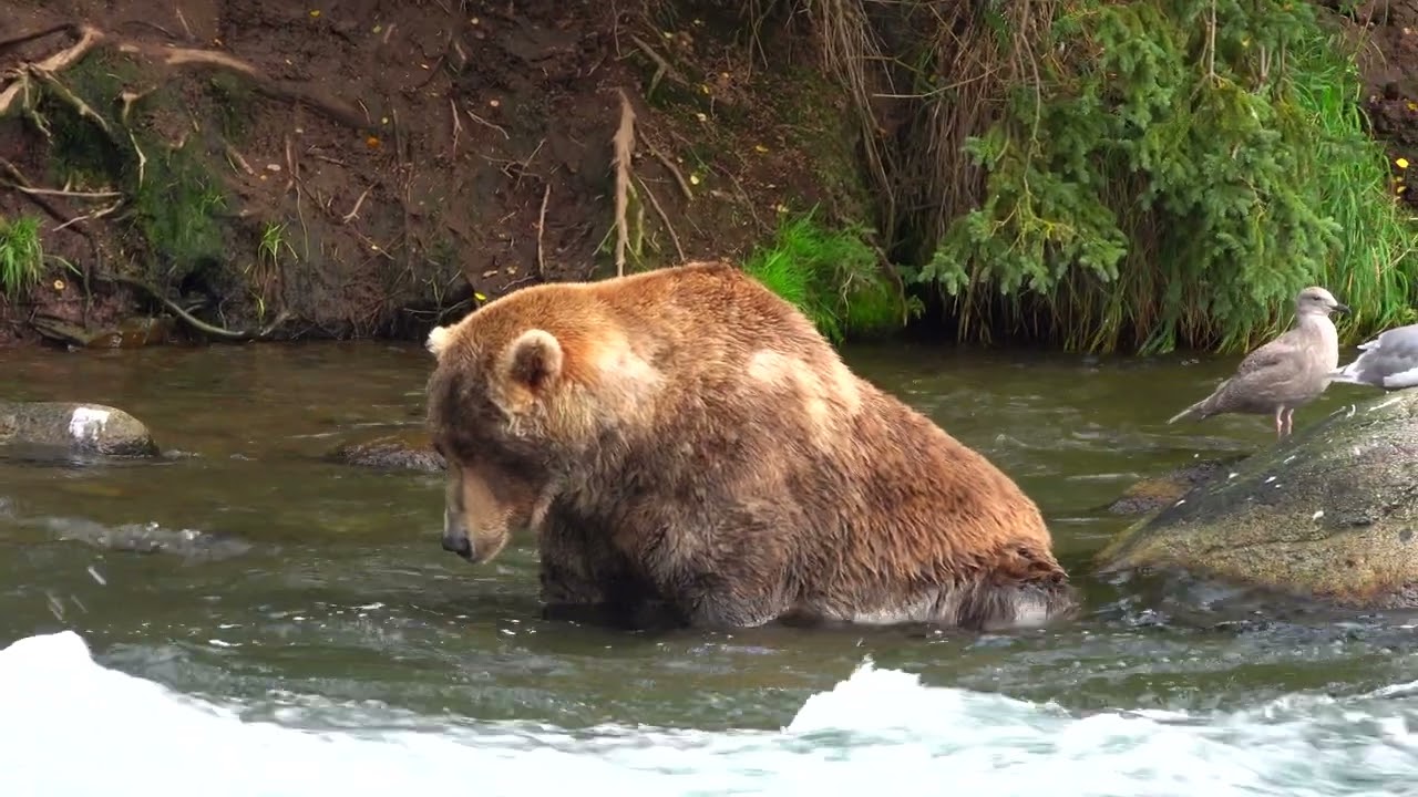 480 Otis. Brooks River. Katmai National Park and Preserve, Alaska ...