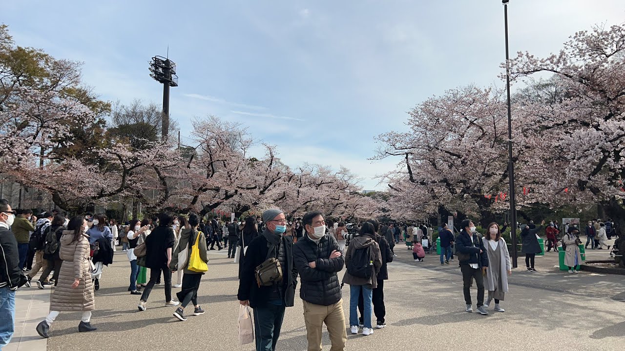 Cherry blossoms live at ueno park Tokyo japan (さくら🌸) - YouTube