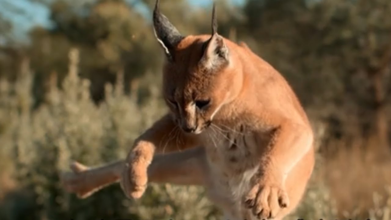 Caracal The High Jump King of the Feline World, the Ruthless Bird ...