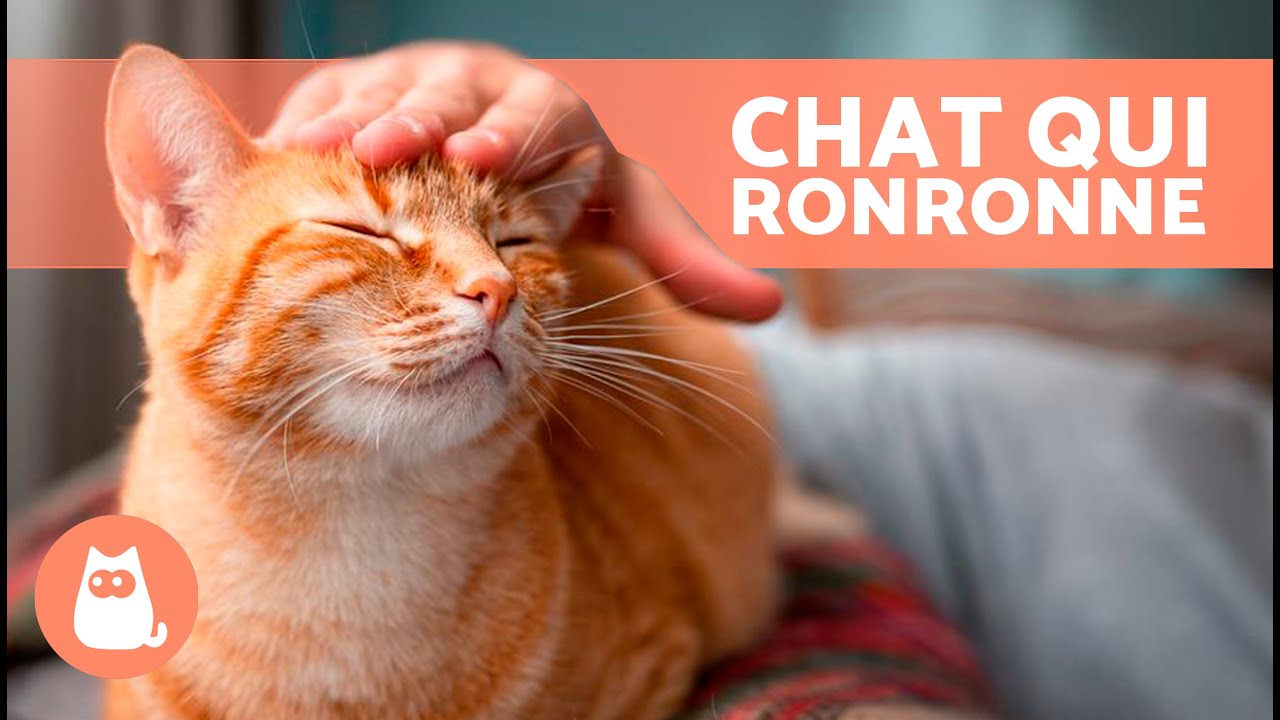 Pourquoi mon CHAT RONRONNE quand je le CARESSE ? 😻🖐🏻 (5 Raisons) - YouTube