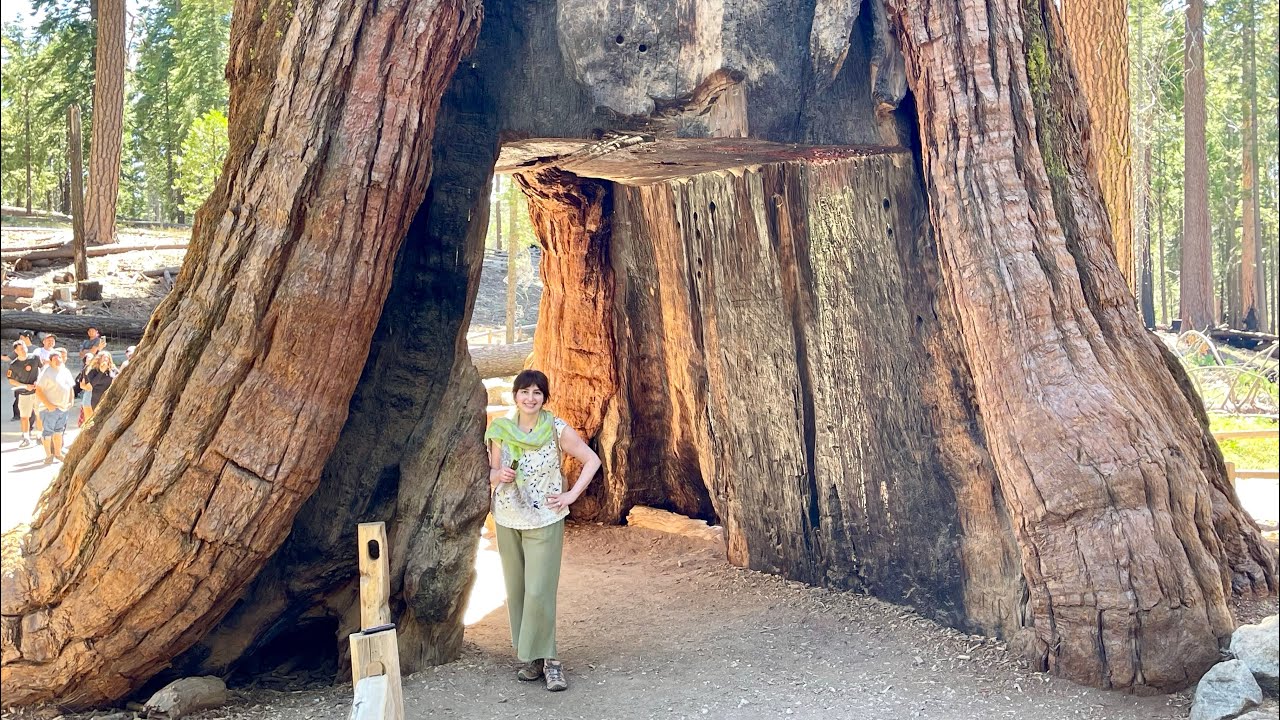 Sequoia Trees Yosemite National Park After Three Years, Yosemite's