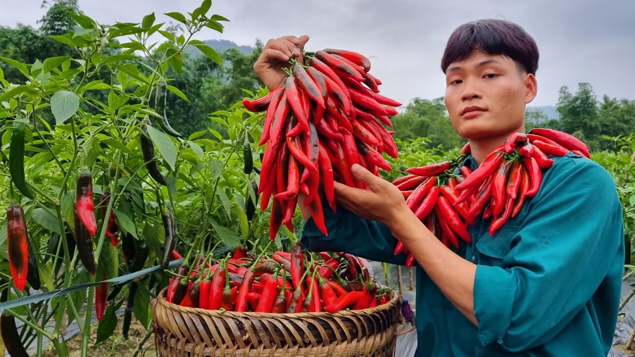 Harvesting, Chilli, Bring to the market to sell, Forest life - YouTube