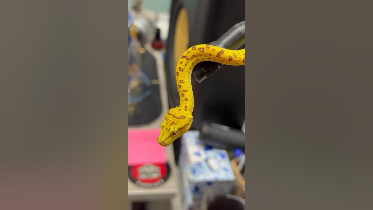 Morning stretch for this beautiful designer yellow Neonate Green Tree ...