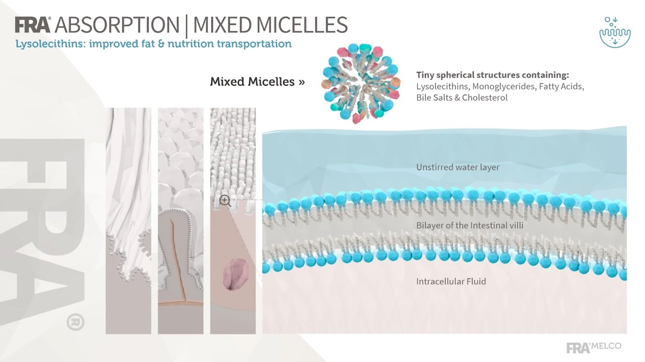 Lysolecithins: Nutrient Absorption - YouTube
