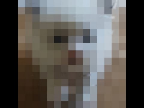 Gatinha mamando bem gostoso