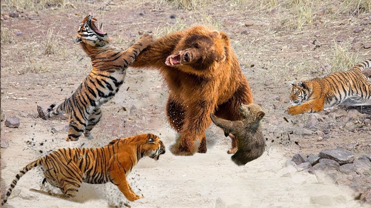 Unstoppable... Mighty Warrior Bear Unyieldingly Fight Back Hungry ...