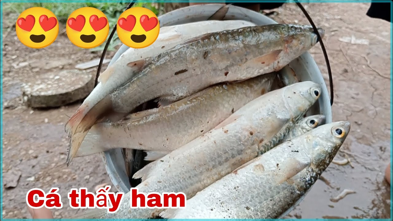 Tới công chuyện rồi Cá Chét ơi, hôm nay bắt sạch luôn #32 #3luanvlog # ...