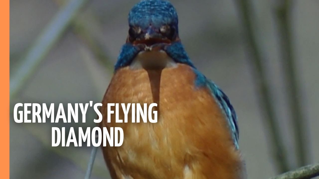 The kingfisher - Germany's flying diamond - YouTube