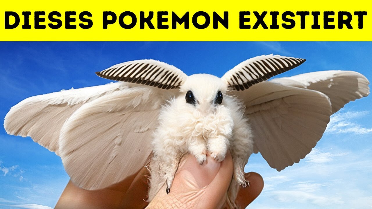 Die venezolanische Pudelmotte: Ein echtes Pokemon mit einem ...
