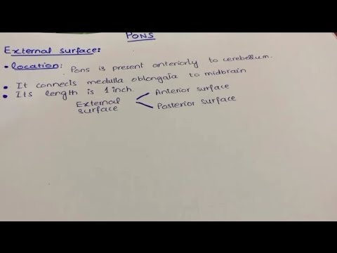 Pons/ External structure/ Part1/anterior and posterior surfaces - YouTube