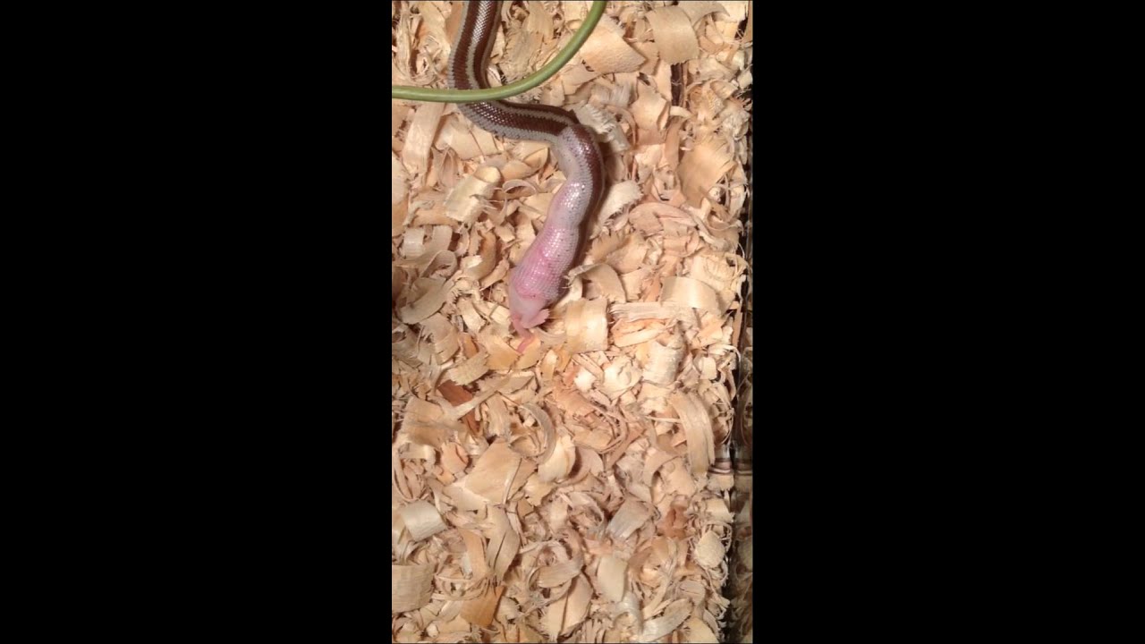 Rosy snake eating a fuzzy - YouTube