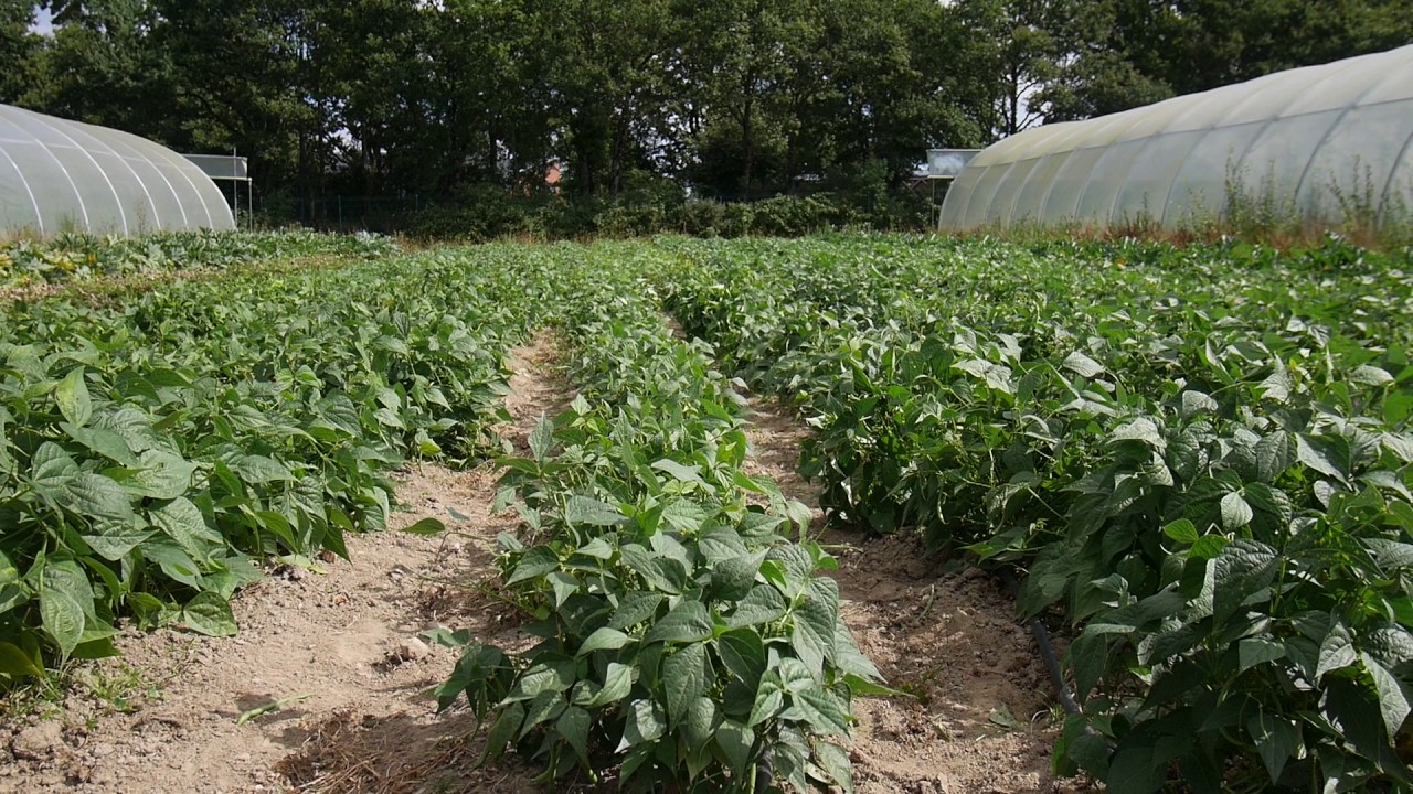 Présentation culture du haricot - YouTube