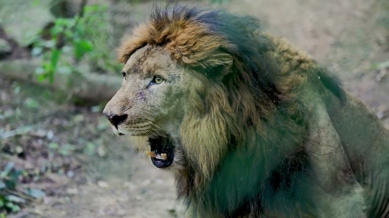 Suara Singa - YouTube