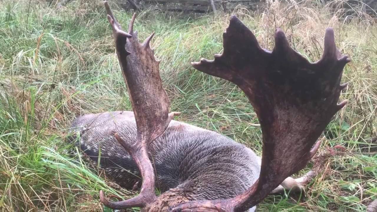 Gold Medal Fallow - YouTube