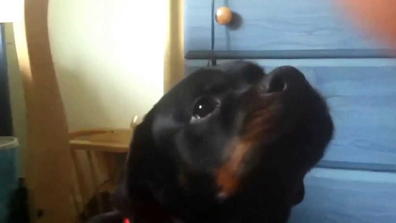 Funny dog howling loudly - YouTube