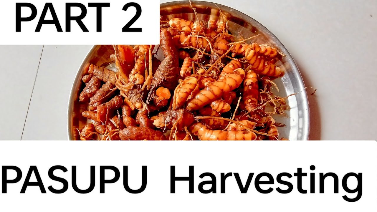 Pasupu Harvesting Part 2 - YouTube