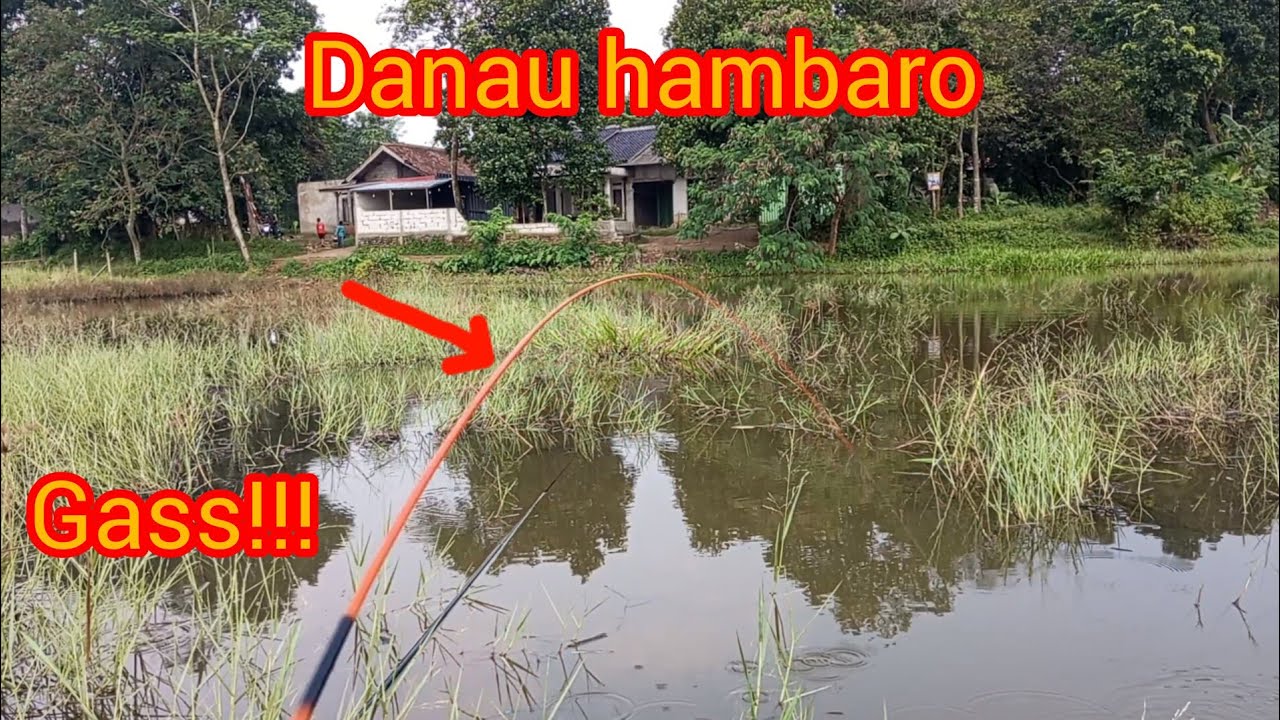 IKAN DANAU HAMBARO. - YouTube