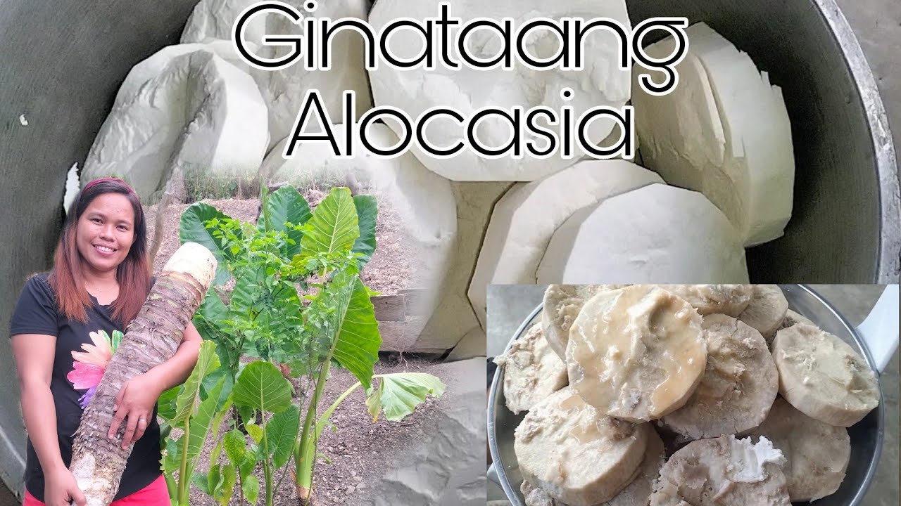How To Cook Ginataang Alocasia or Biga [Root crops in the Philippines ...