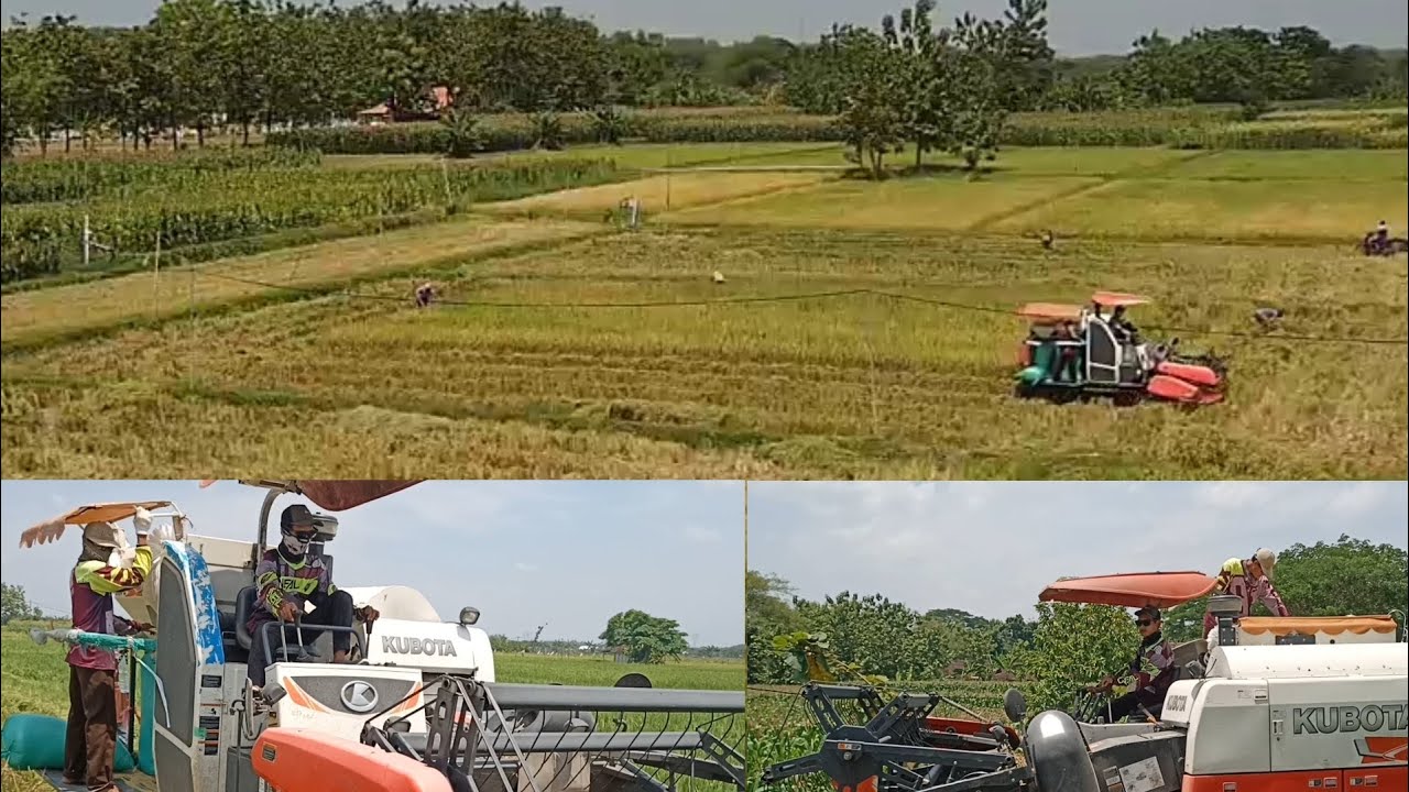 Kombi Padi Lahan Kering🚜Combine Harvester DC 70 Plus PINDAH LAHAN by ...