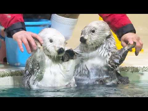 Deniz su samurları numara yapabiliyor mu!? Japonya’nın en tatlı deniz samuru akvaryumu!🦦🦦