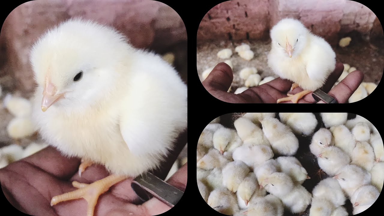 Cute Baby Chickens / Funny Cute Chicks Dancing - YouTube