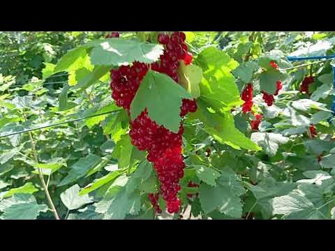 Красная смородина "Ровада" и "Руднеус" - YouTube