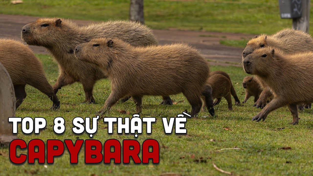CAPYBARA ăn lại PHÂN: Top 8 SỰ THẬT HẾT HỒN về capybara | Moli ...