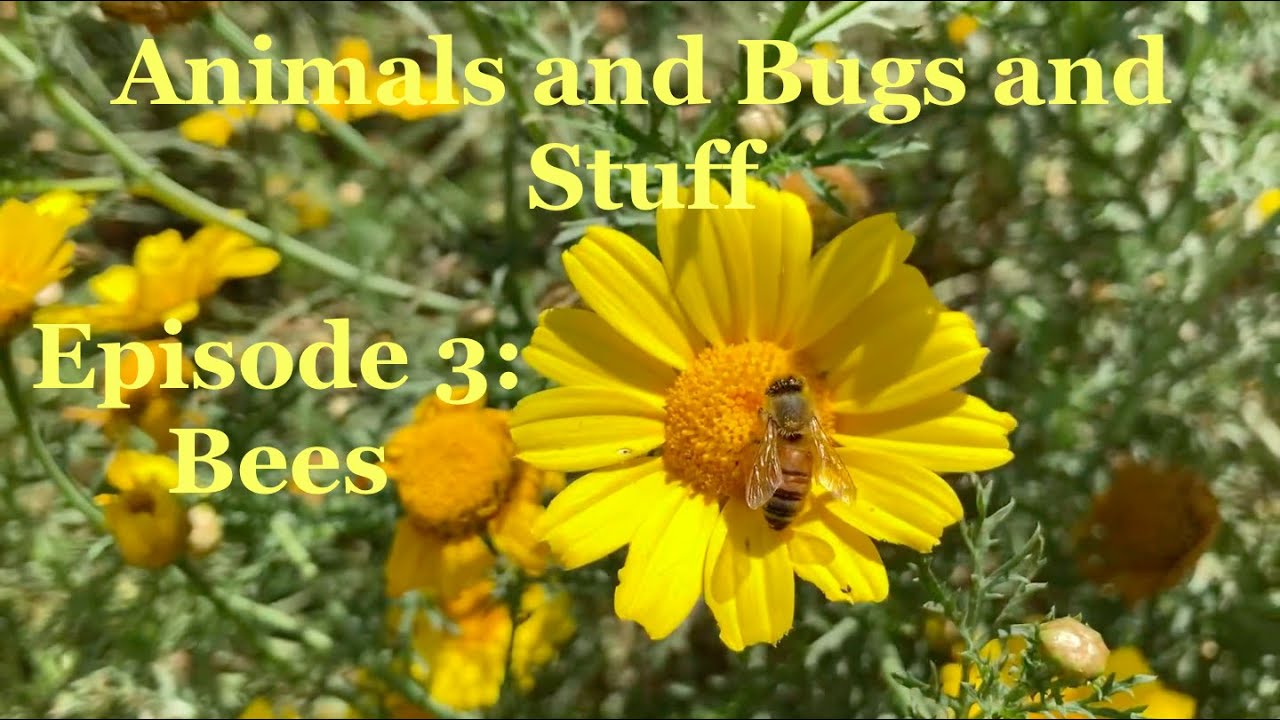 Animals and Bugs and Stuff - Episode 3: Bees - YouTube