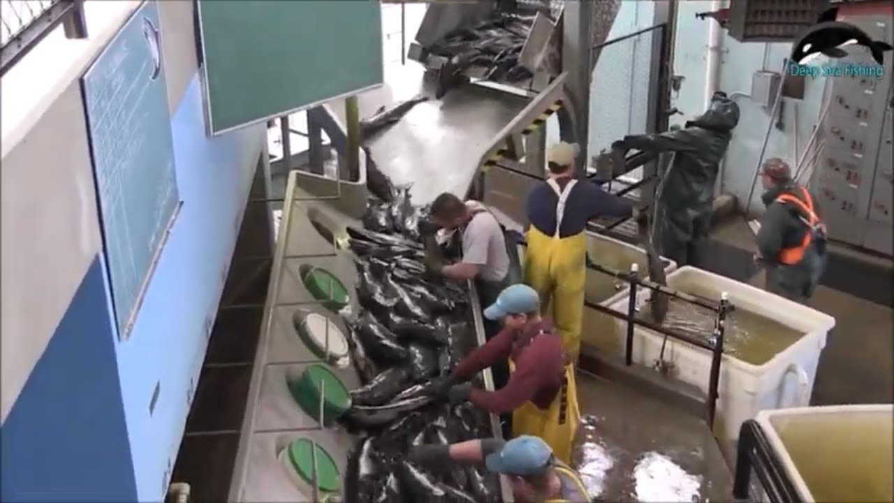 Artificial insemination millions fish eggs and an amazing process ...