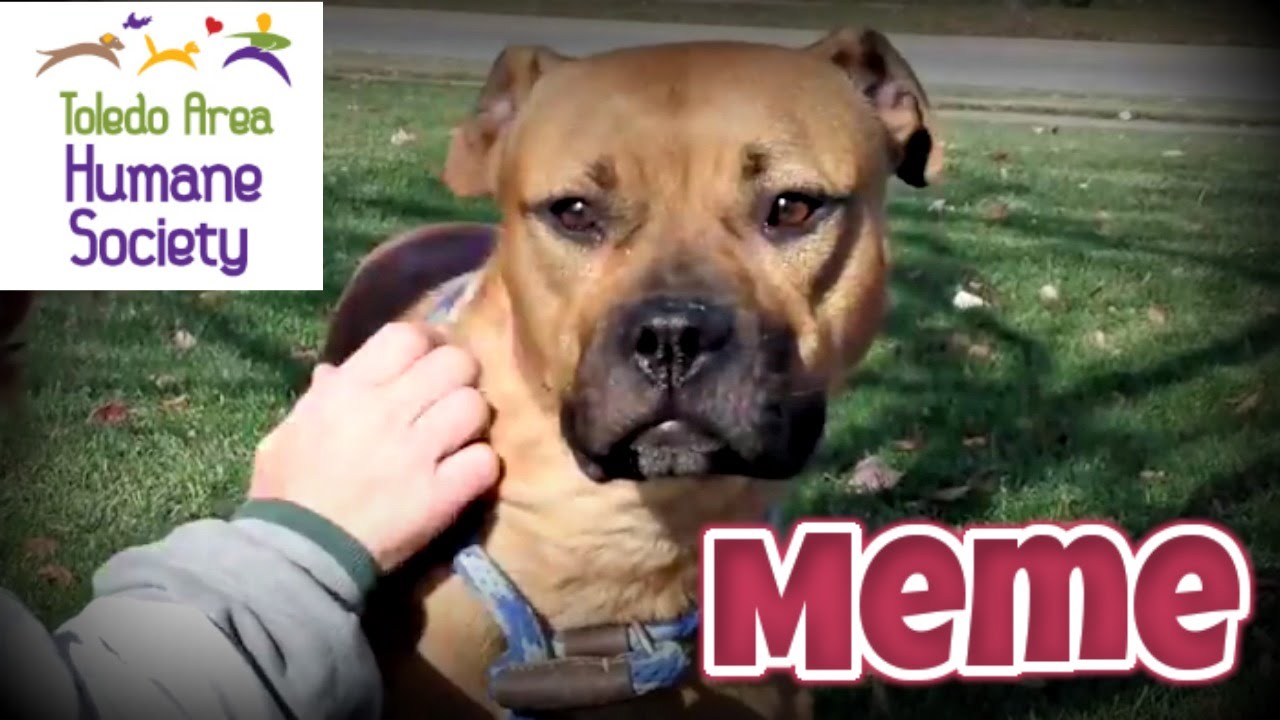 Adopted Meme: Toledo Area Humane Society - YouTube