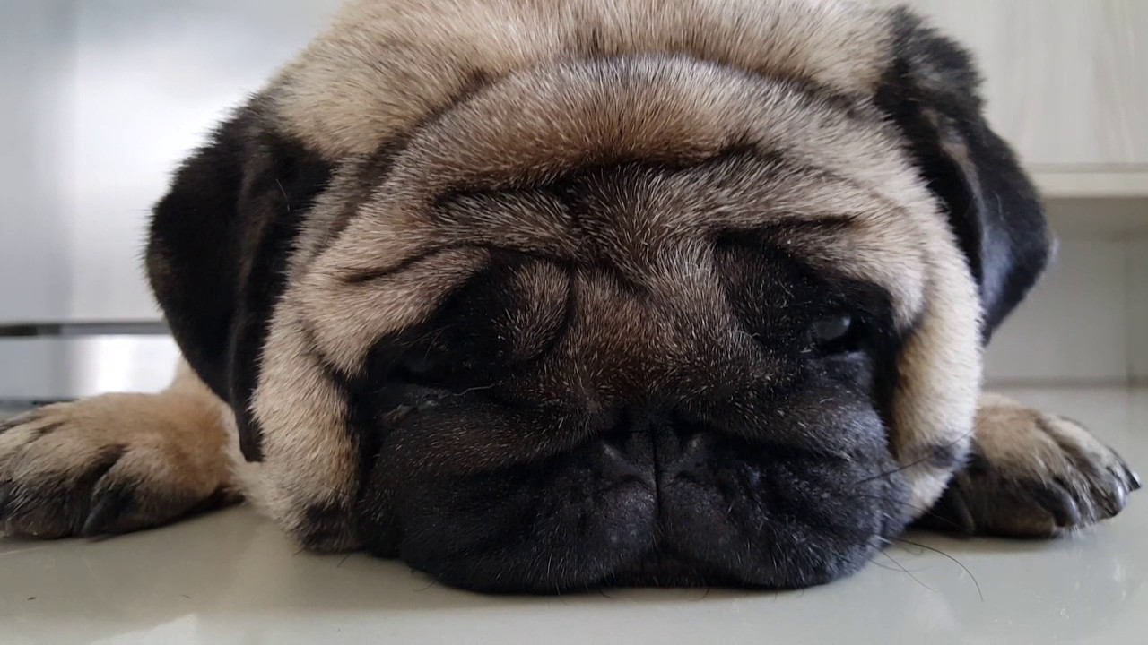 Pug Max Cansado - YouTube