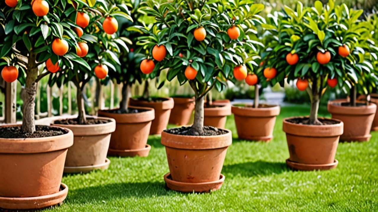Grow Tiny Orchard in Pots! 🌳🍎 Dwarf Fruit Trees for Beginners - YouTube