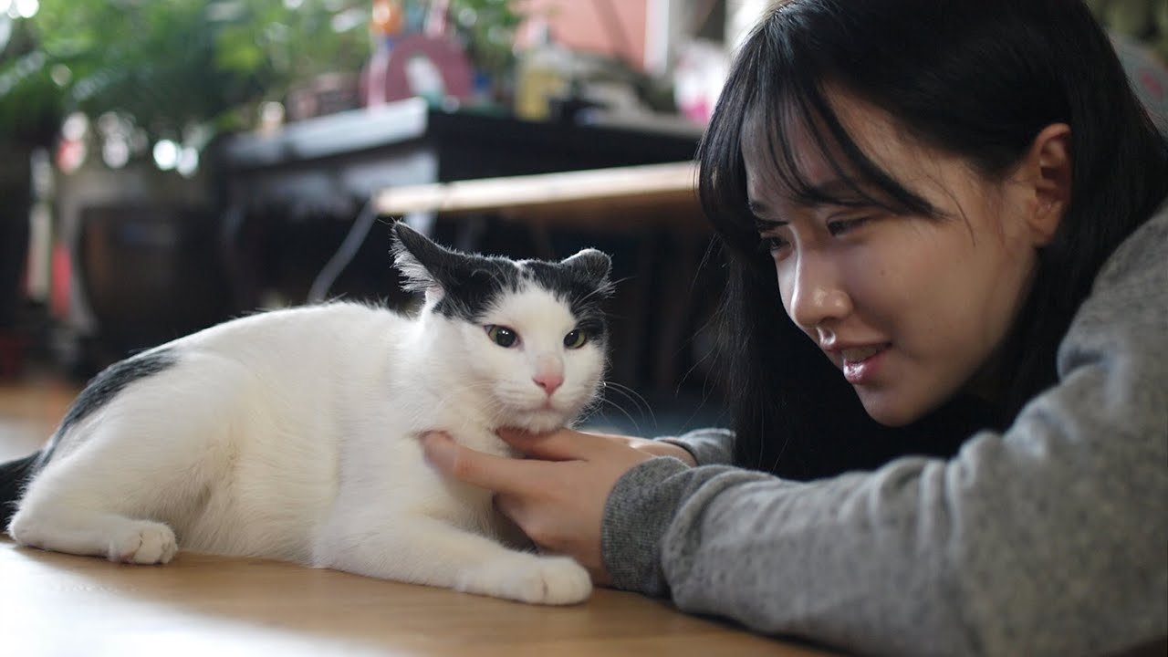 07 Cerebellar Palsy Cat named Mirae 뇌성마비 고양이 미래 - YouTube