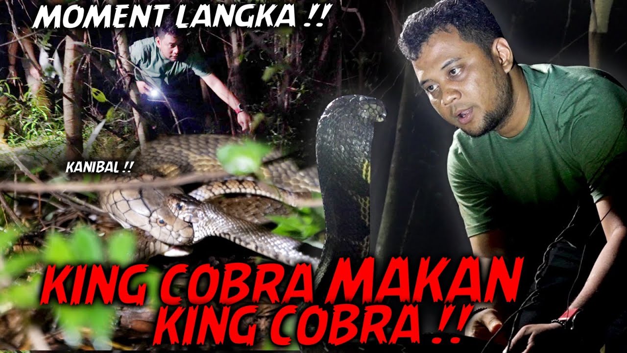 LIHAT KING COBRA LIAR MAKAN ULAR MACAN BESAR DI KEBUN DEKET PERUMAHAN ...