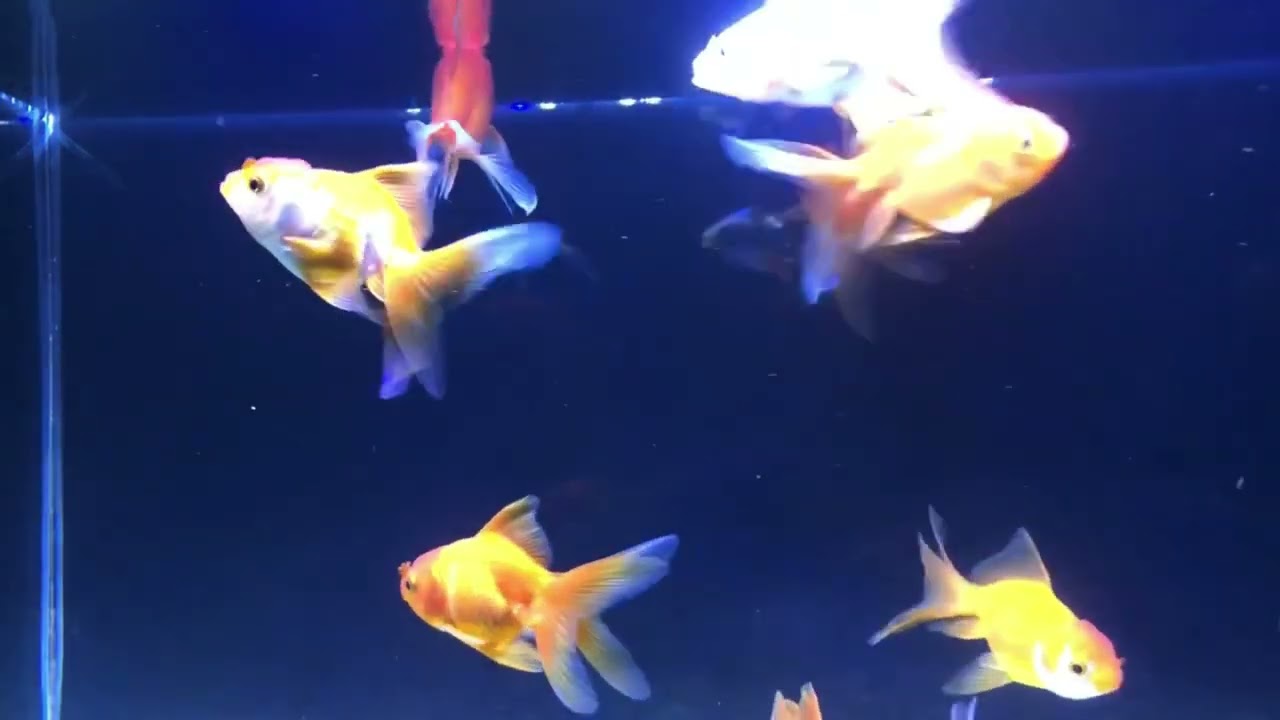 Gold Fish Swimming Compilation 441 - YouTube