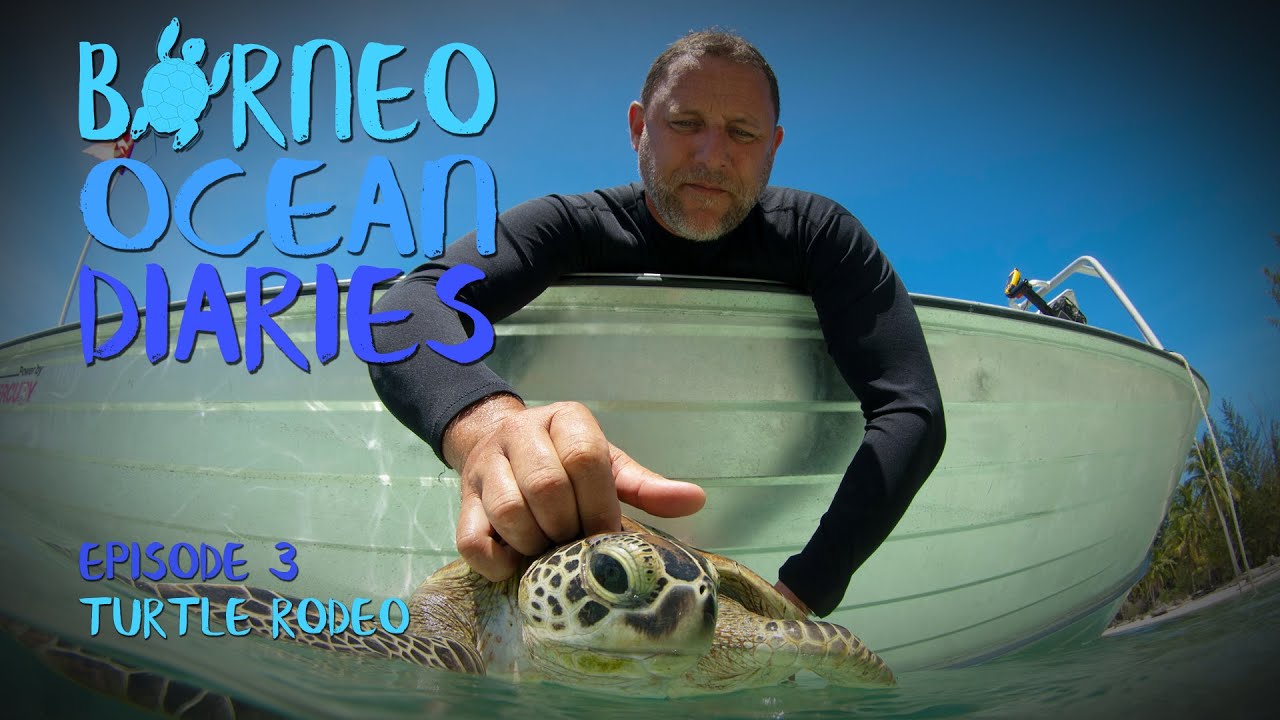 High speed diving - Turtle Rodeo [4K] | Borneo Ocean Diaries (S01E03 ...