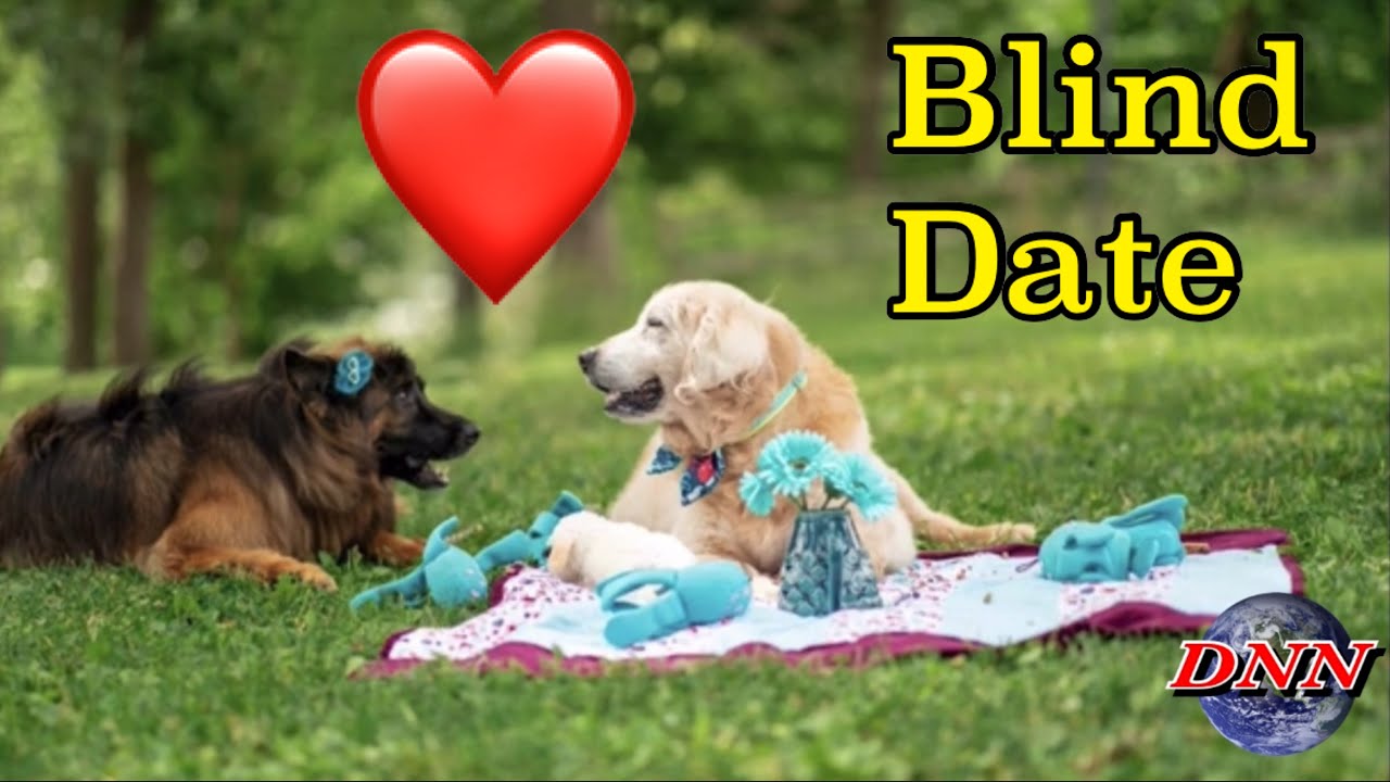Abandoned Senior Dog’s “Bucket List” - YouTube