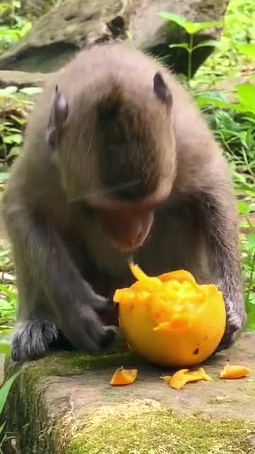 How monkey Jester eats mango by single hand #shorts - YouTube