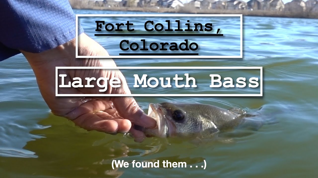 Day 4: Fort Collins, Colorado Bass Fishing Season - YouTube